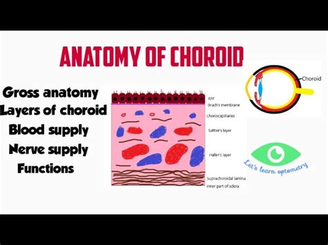 Choroid Layers