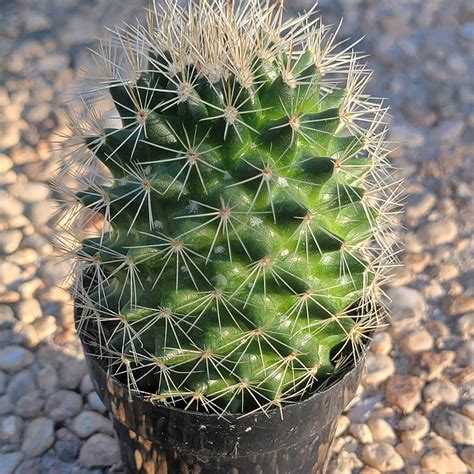 Mammillaria Spinosissima Rubrispina Desertscapesucculent