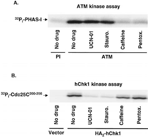 Inhibition Of Atm And Hchk1 Activities By Radiosensitizing Agents A