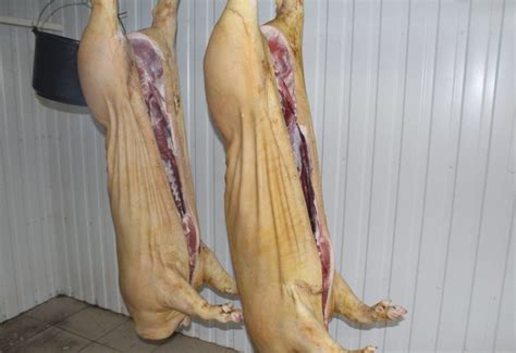 Half Carcass Pork Meat Cooled Kazennyj Chp Allbiz