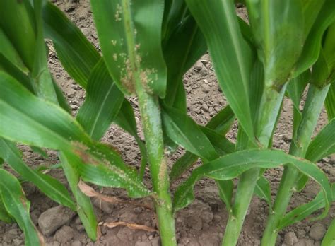 Afecta Plaga Del Pulgón Amarillo Plantaciones De Sorgo En El Norte De