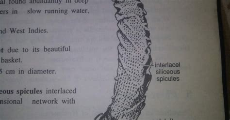 Euplectella