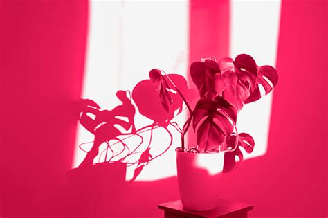 몬스 테라 식물 배경에서 나뭇잎 클로즈업 컬러 비바 마젠타 꽃 배경 2023년 올해의 색상 몬스테라 델리시오사 잎 또는 냄비 열대 잎 배경에 있는 스위스 치즈 식물 거친