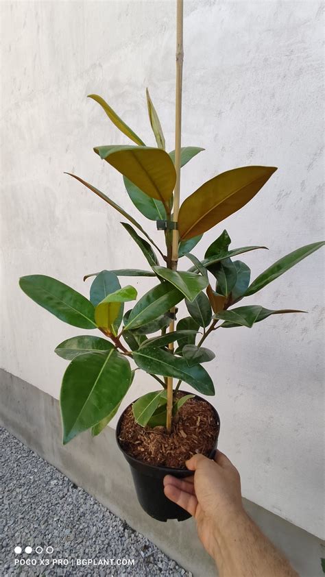 Magnolia Grandiflora Little Gem Вечнозелена магнолия 40-50 см ...