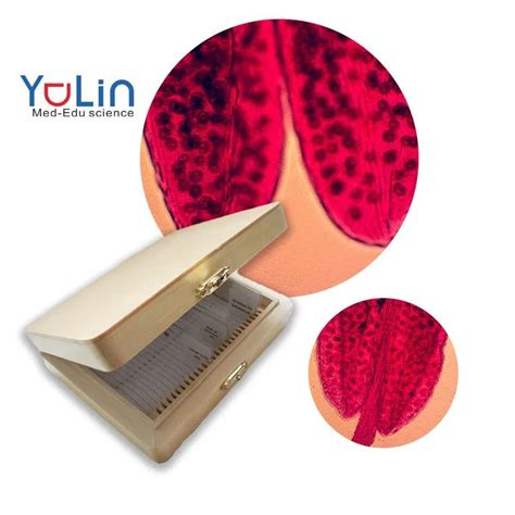 High Quality Manufacturer Sale Glass Human Histology Tissue Section For