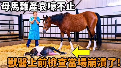 一匹母馬難產，分娩時不停哀嚎，獸醫不忍心上前檢查，當場被嚇到崩潰！獸醫 救助 生產 馬 不可思議 驚人 Youtube