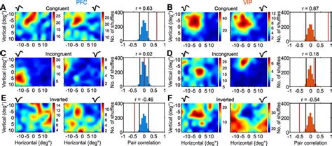 Rfs Of Neuron Pairs Recorded On The Same Electrode Left Pfc Neuron