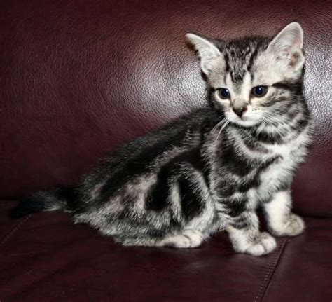 Sokoke Cat Info Temperament Care Training Pictures