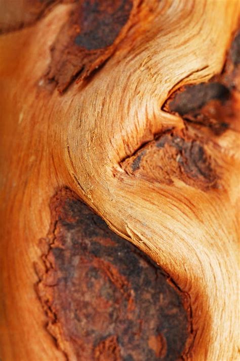 Textured Curved Wooden Snag Of Brown Color With Texture As A Background Stock Image Image Of