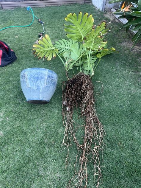 Whats Causing Dead Leaf Tips On Md R Plantclinic