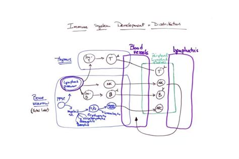 PPT Understanding Immune System Cells For Health PowerPoint Presentation ID