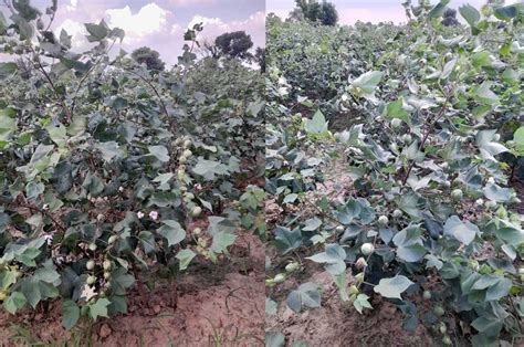 Indias Cotton Sowing Area Shrinks By 9 This Season Fibre2fashion