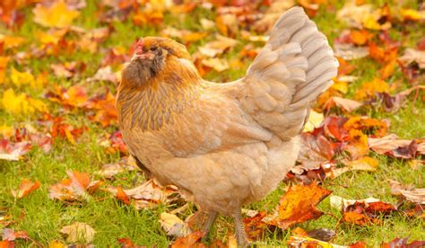Americana Chicken Breed Profile - Farmhouse Guide