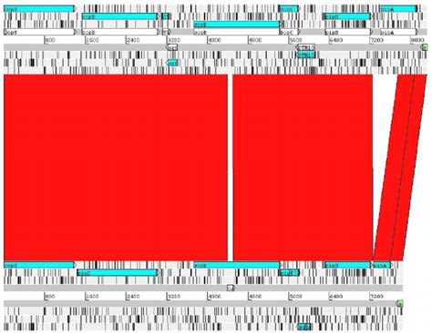 Comparison Between SS44 And STM SPI 5 The Deletion In PipA Locus Is The