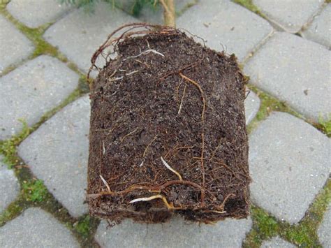 Norway Spruce Care World Of Garden Plants