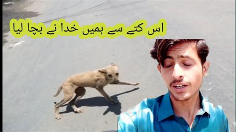 اس کتے سے ہمیں خدا نے بچا لیا Youtube