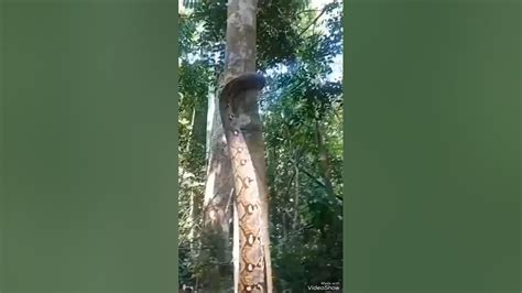 යෝධ පිඹුරෙක් ගස් නගිනවා දැකලා තියෙනවද🐍 Youtube