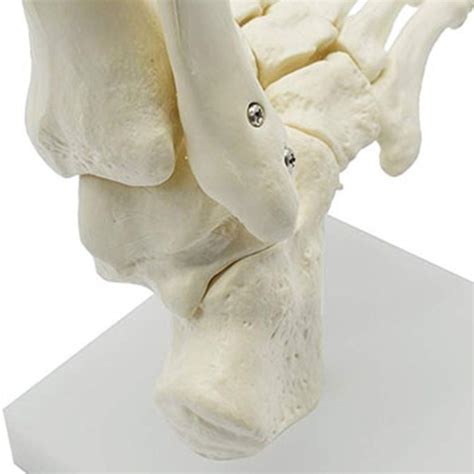 1 1 Esqueleto Humano Anatomia do Pé Modelo Pé e Tornozelo Modelo