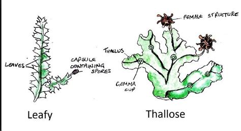 The Plant Body Of A Liverwort Is Thalloid
