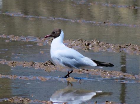 田んぼにユリカモメ 日々鳥撮り時々虫撮り