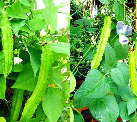 Hạt Giống đậu Rồng