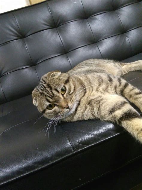 猫のみーちゃん可愛くて癒やされる〜😍 アウトドアさんのモーメント Yamap ヤマップ