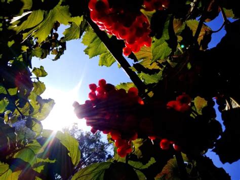 Гороскоп кохання з 4 по 10 жовтня цей тиждень таїть в собі як щасливі