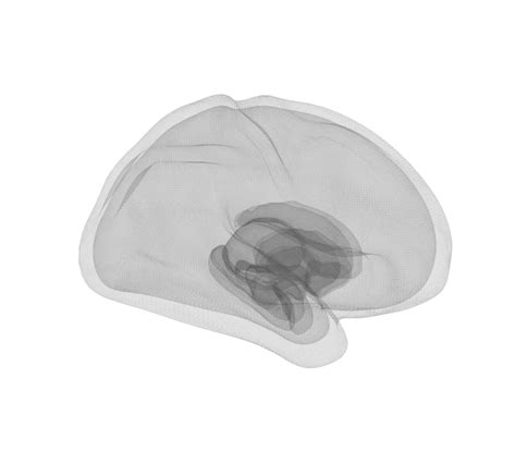 cortex subcortex cerebellum and brainstem surface rendering — cerebro viewer 0 0 10 4