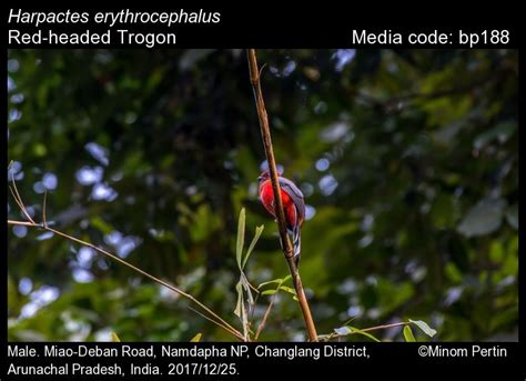Harpactes Erythrocephalus Gould 1834 Red Headed Trogon Birds