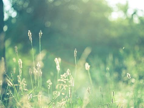 Intralymphatic Injections Safe For Grass Pollen Allergy