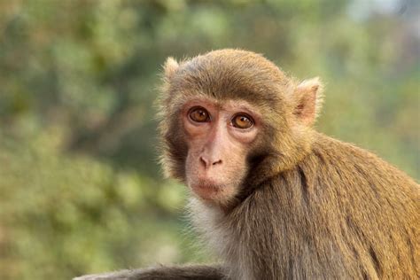 A Cloned Monkey Survived to Adulthood f veterinární lékaři cz