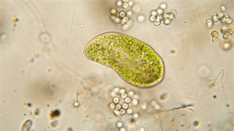 First Eukaryotes On Earth