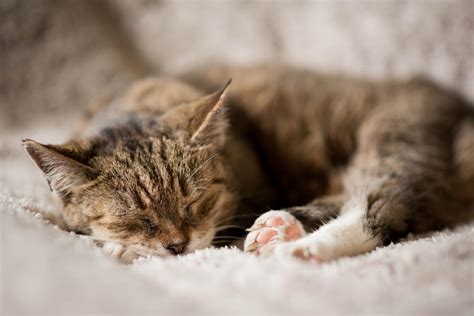 How To Make A Cat Fall Asleep Instantly Tips And Tricks