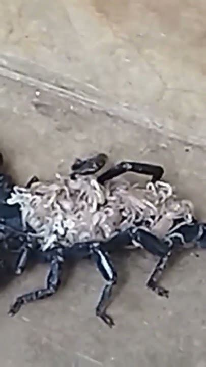 මිනිස් ලොව පමණක් නොව සත්ව ලෝකයේ ද අම්මා අම්මාමය… තම දරුවන්ට ආහාරයක් වෙන ගෝනුසු අම්මා ️ Youtube