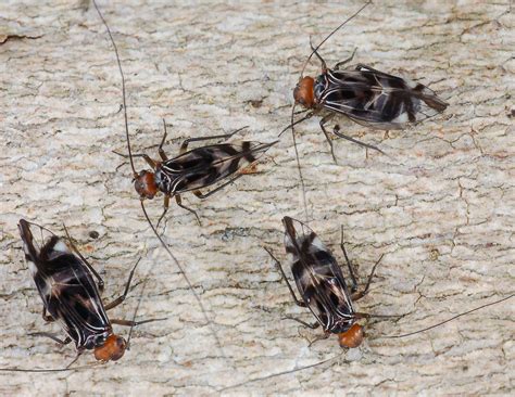 Order Psocodea Ent 425 General Entomology