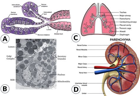 Parenchymal Tissue Plant Tissue Plant Tissue Refers To A Group Of