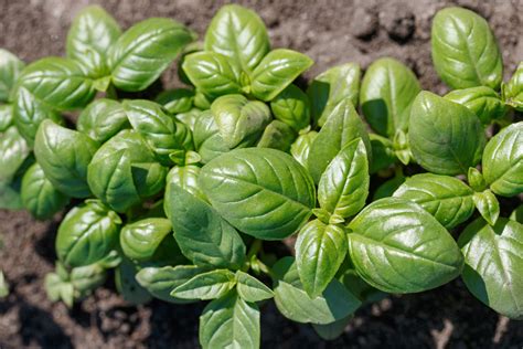 Organic Herb Basil Genovese Premier Seeds Direct
