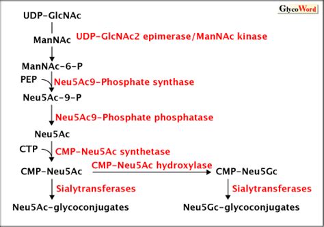 Glycoword Evolution Es A03