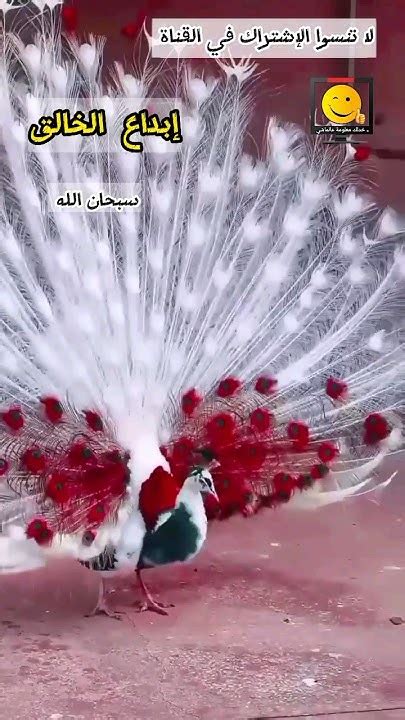 طائر الطاووس رمز الجمال والأناقة في عالم الطيور Youtube