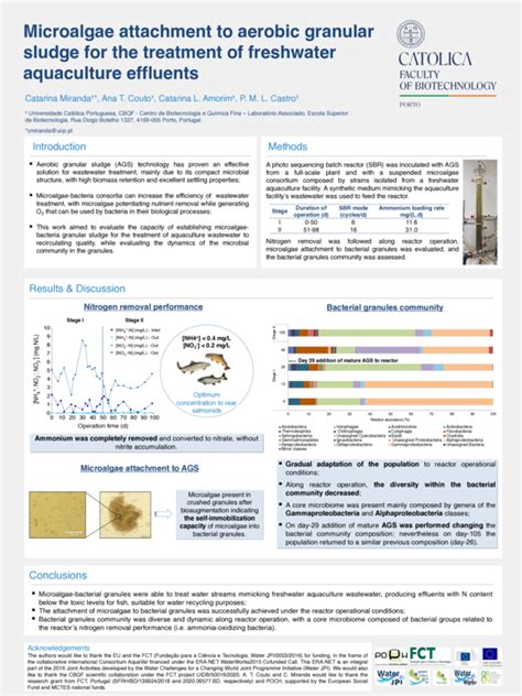 Pdf Microalgae Attachment To Aerobic Granular Sludge For The