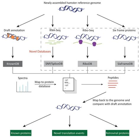 overview of the proteogenomic pipeline multiple databases of putative