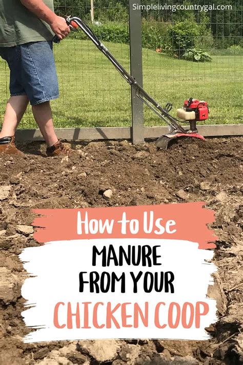How To Use Chicken Manure Fertilizer For Gardens Simple Living Country Gal