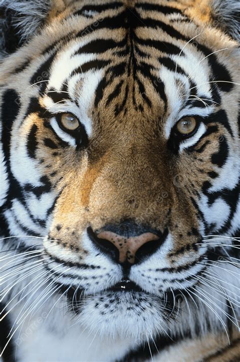 Caras De Animales Salvajes