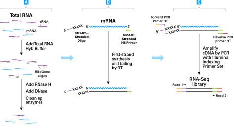 SMART Seq Total RNA High Input RiboGone Mammalian