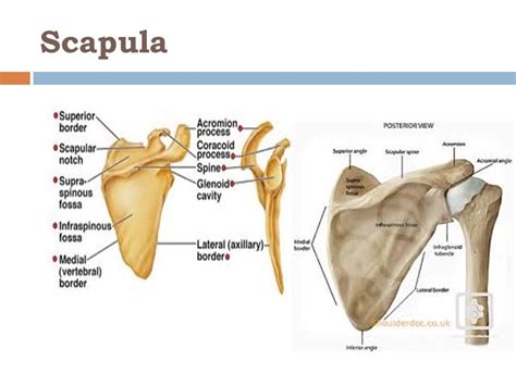 Broken Scapula Recovery Time Scapular Fracture Recovery Timeline