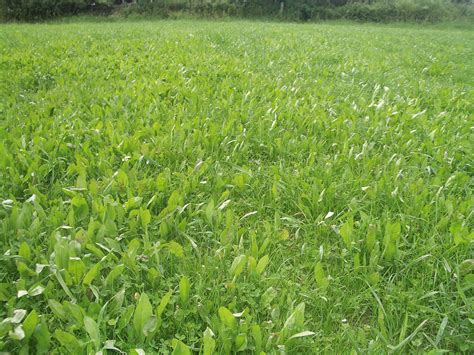 How To Get The Most Out Of Multi Species Leys Agrii Journal