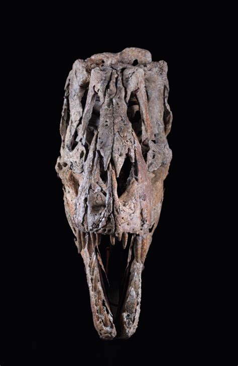 Tyrannosaurus Rex Skull Maximus Rex Sothebys