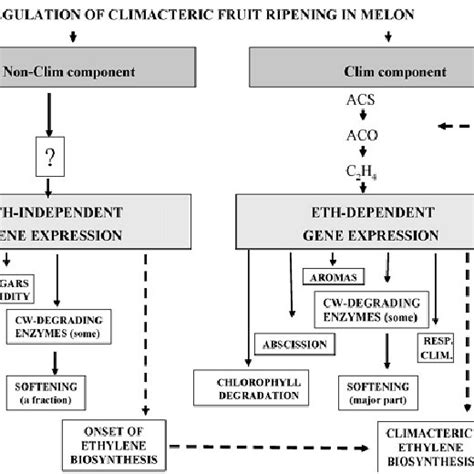 A Simplified Model Depicting The Induction Of Ethylene Biosynthesis And