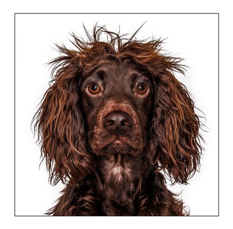 Cocker Spaniel Brown