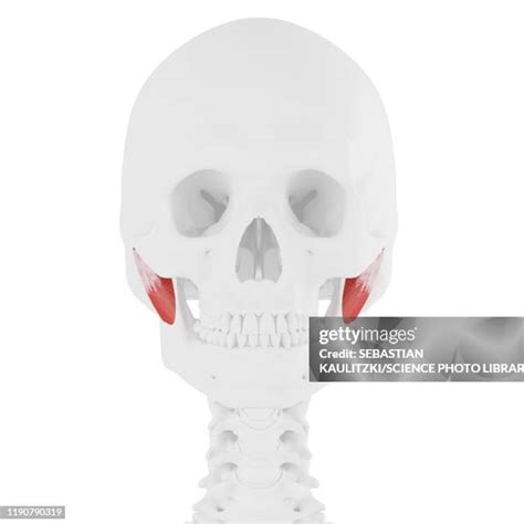Facial Muscle Anatomy Photos And Premium High Res Pictures Getty Images